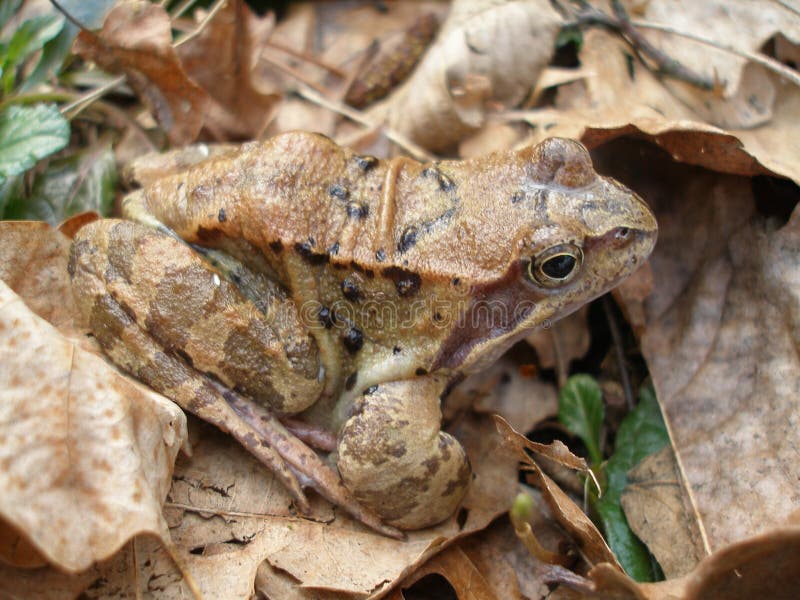 European Common Brown frog stock photo. Image of details - 105505028