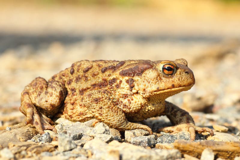 Brown toad stock photo. Image of nature, white, brown - 9747836