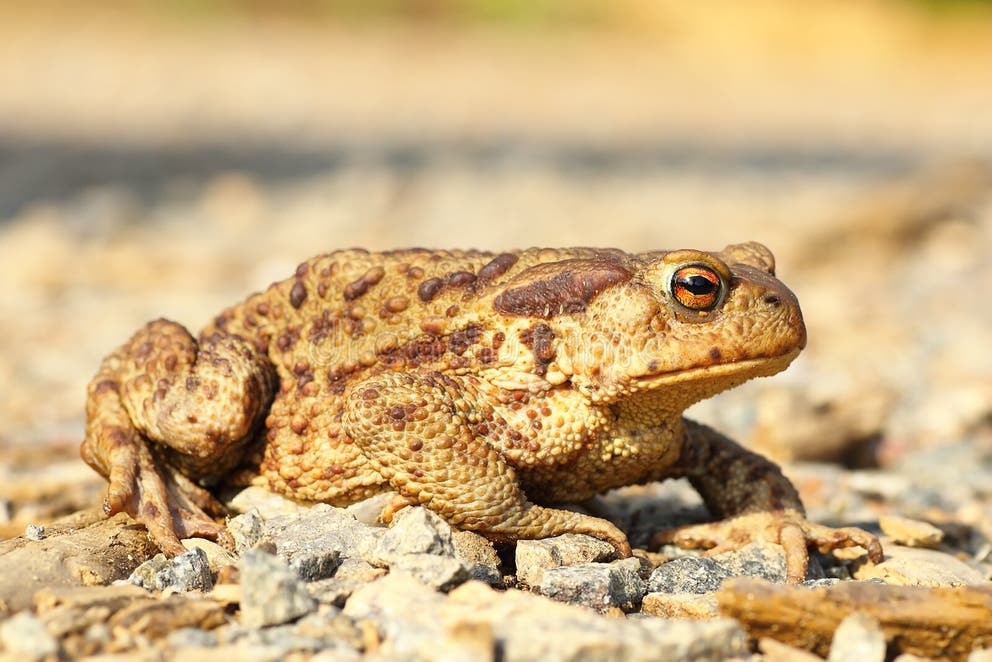 European Common Brown Toad on the Ground Stock Photo - Image of biology ...
