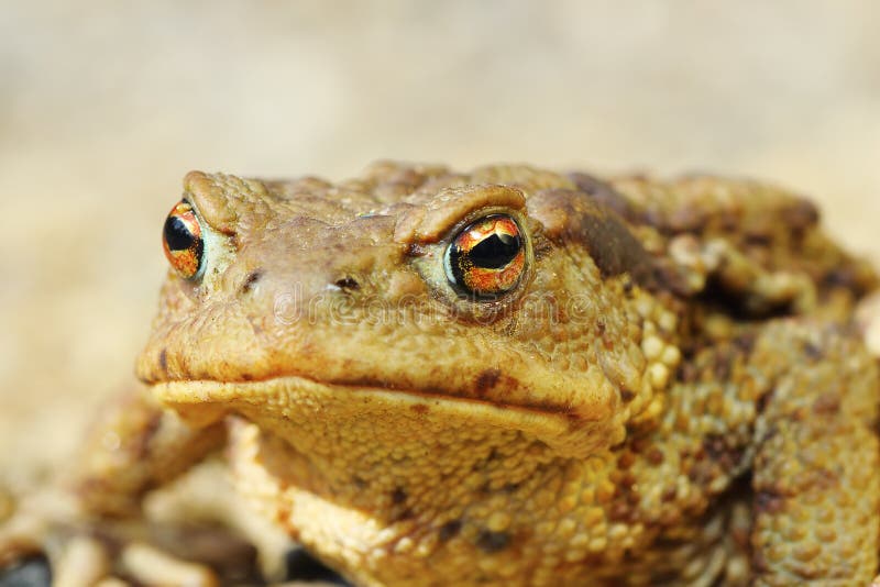 European Common Brown Toad Portrait Stock Photo - Image of amphibian ...