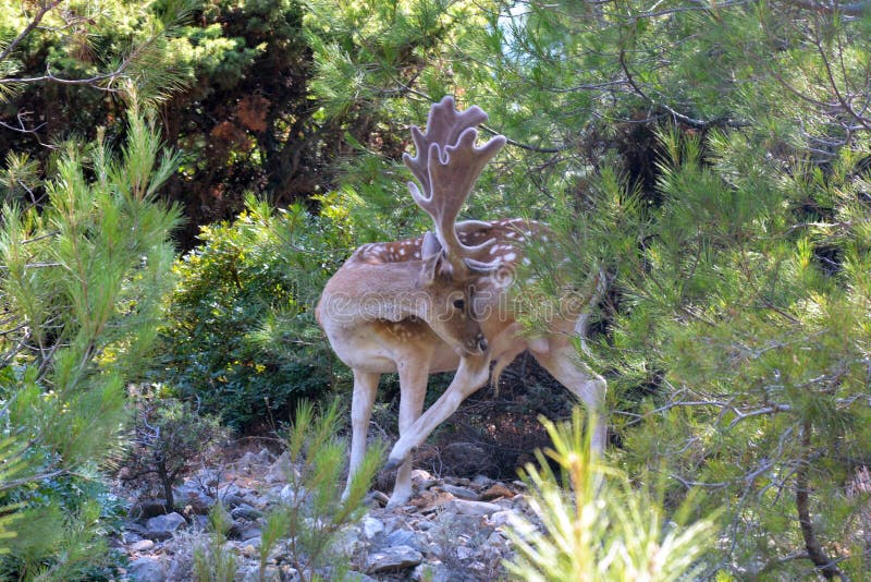 The European Common Fallow Deer Stock Image - Image of male, horns ...