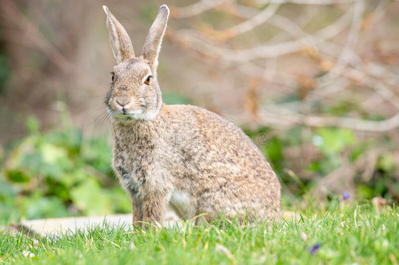 European or Common Hare in the Forest Stock Image - Image of hare ...