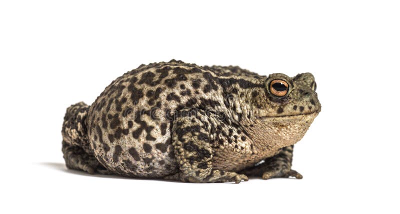 European Common Toad, Bufo Bufo, Isolated Stock Photo - Image of side ...