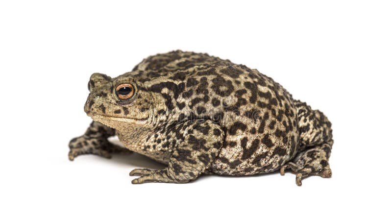 European Common Toad, Bufo Bufo, Isolated on White Stock Photo - Image ...