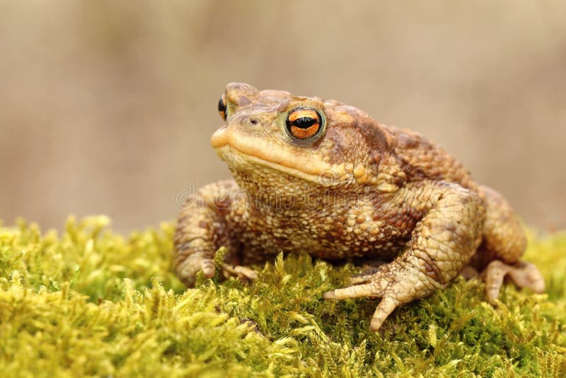 Toad stock photo. Image of buffalo, paddock, animal, verrucous - 5047076