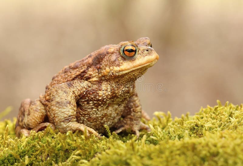 Toad stock photo. Image of buffalo, paddock, animal, verrucous - 5047076