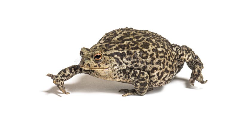 3,614 European Toad Common Toad Stock Photos - Free & Royalty-Free ...