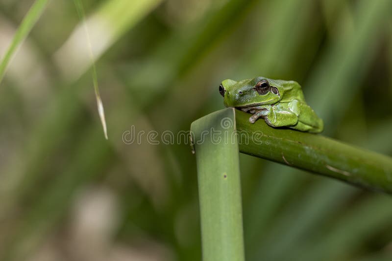 Common Tree Lizard stock photo. Image of wild, rainforest - 87426