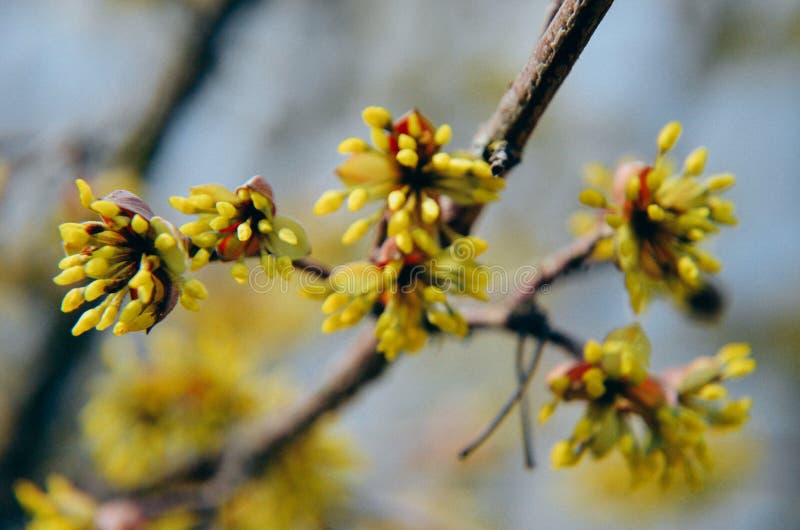 European Cornel Tree Bossom Flowering Stock Image - Image of color ...