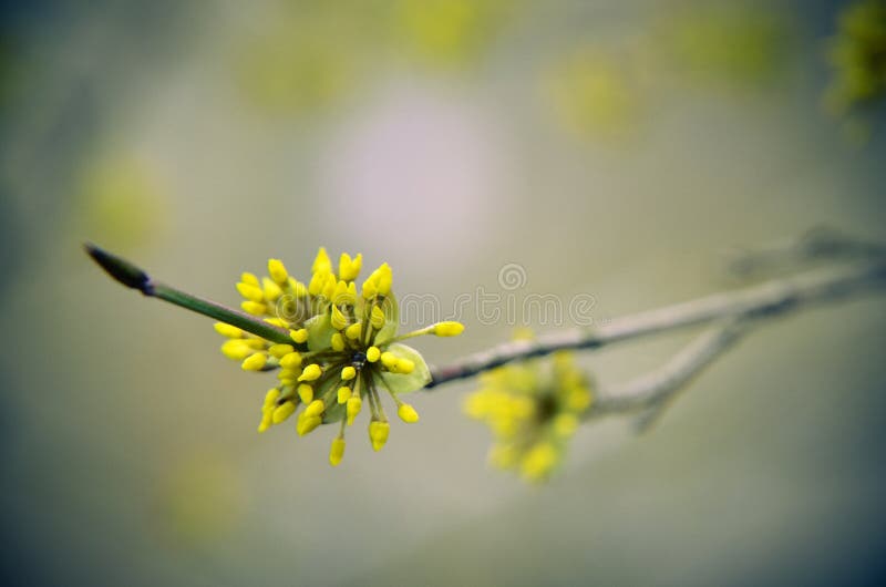 European Cornel Tree Bossom Flowering Stock Image - Image of colorful ...