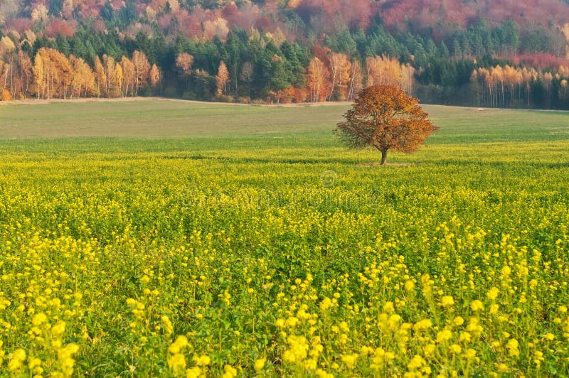 European Countryside stock photo. Image of bush, czech - 22804108