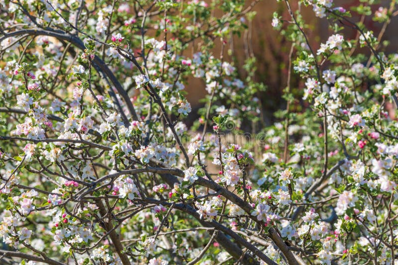 Apple Blossom Garden in Spring. Spring Bloom Stock Image - Image of ...