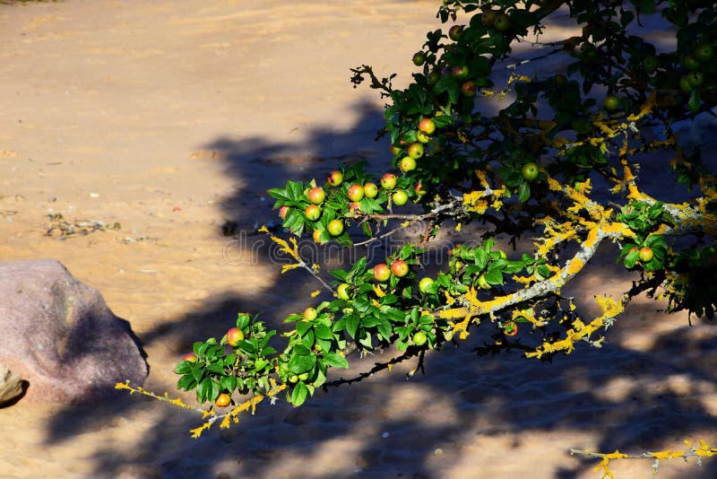 European Crab Apple Tree on the Sandy Beach Stock Image - Image of ...