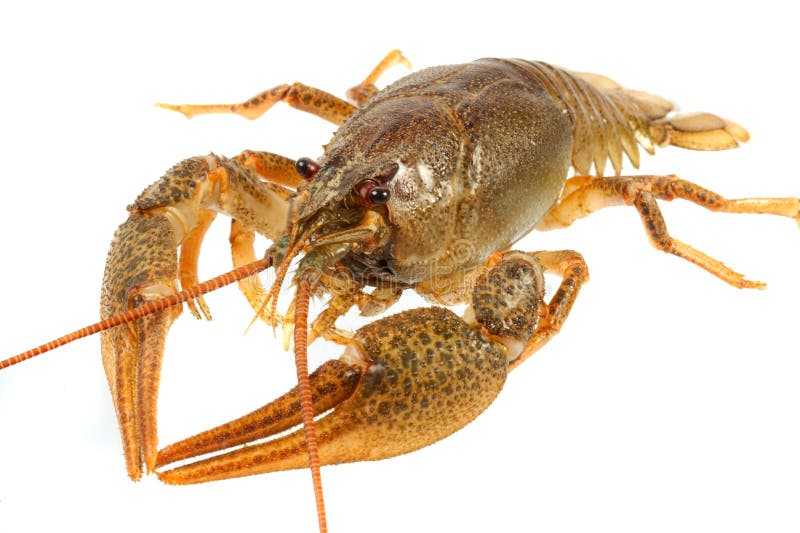 Cephalothorax Crayfish