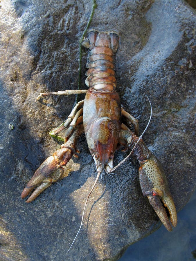 European crayfish stock image. Image of noble, wildlife - 77266045