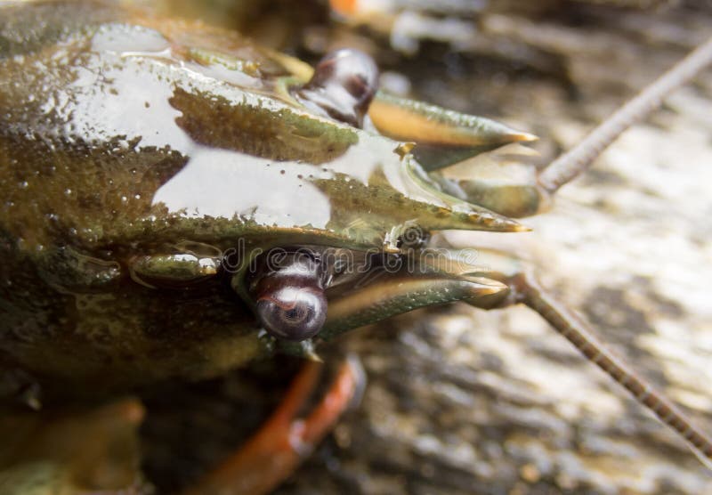 Crayfish head closeup stock image. Image of prepared - 11830779
