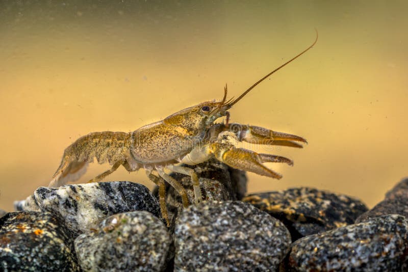 European Crayfish on Stoney Riverbed Stock Image - Image of creek ...
