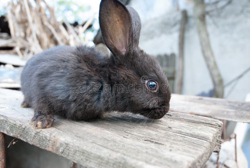 European Cute Bunny Rabbit on Country Side Stock Photo - Image of baby ...