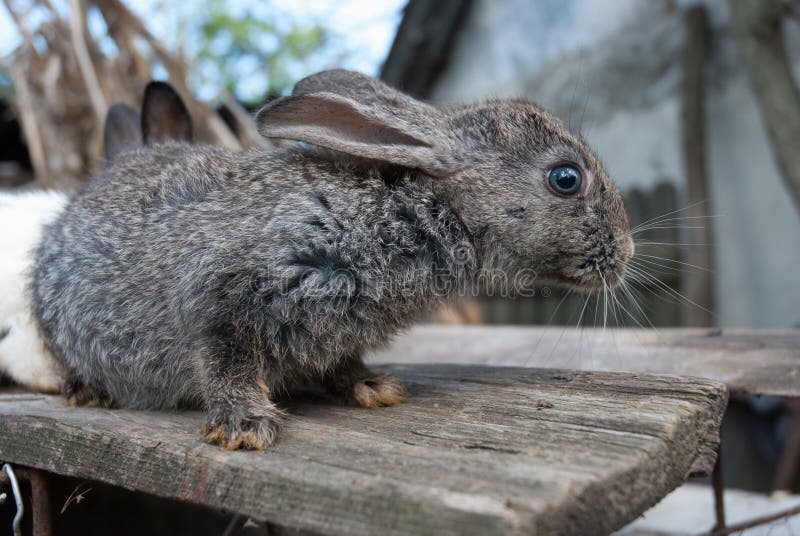 European Cute Bunny Rabbit on Country Side Stock Photo - Image of ...