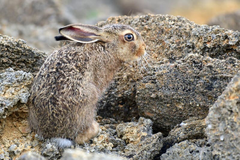 Cute Hare Sitting in Spring Grass. Wildlife Scene from Nature Stock ...
