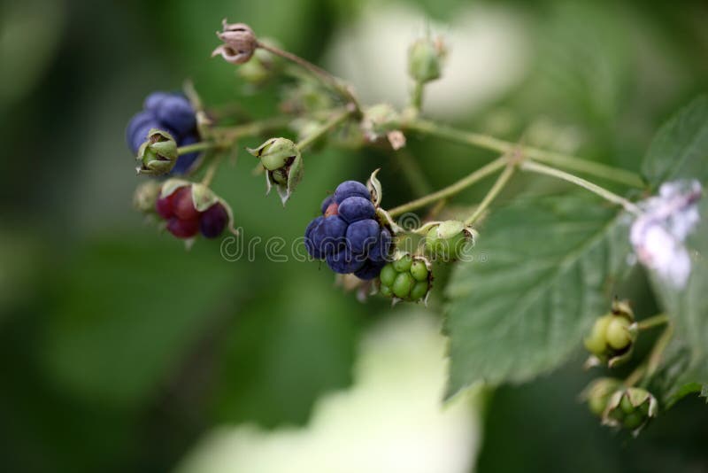 European Dewberry (Rubus Caesius) Stock Image - Image of nature, rubus ...