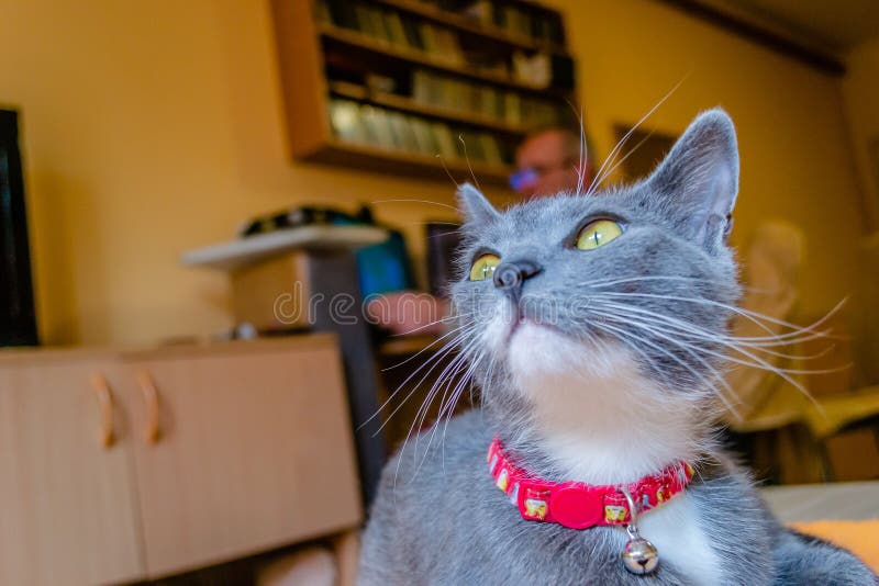 European Domestic Cat in the House Stock Image - Image of ears ...