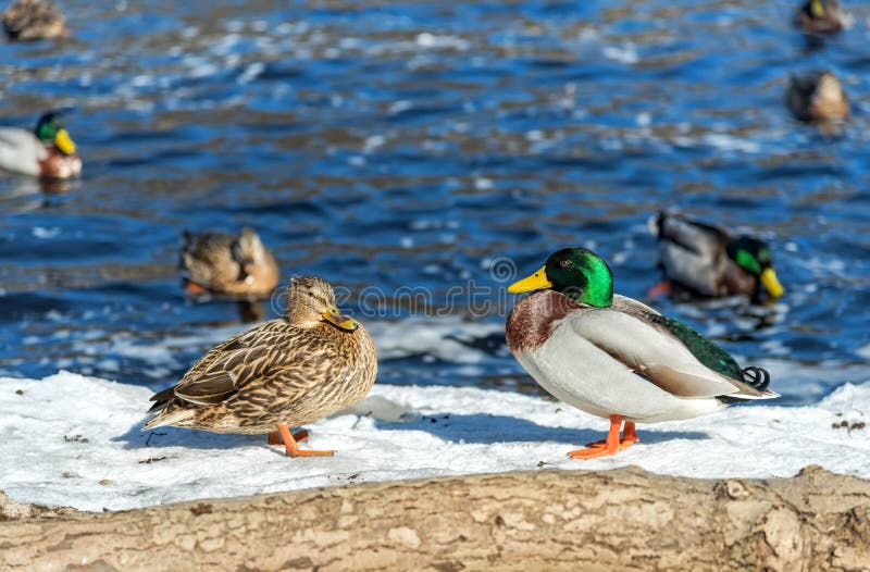 European ducks pair stock photo. Image of pair, floating - 167680040