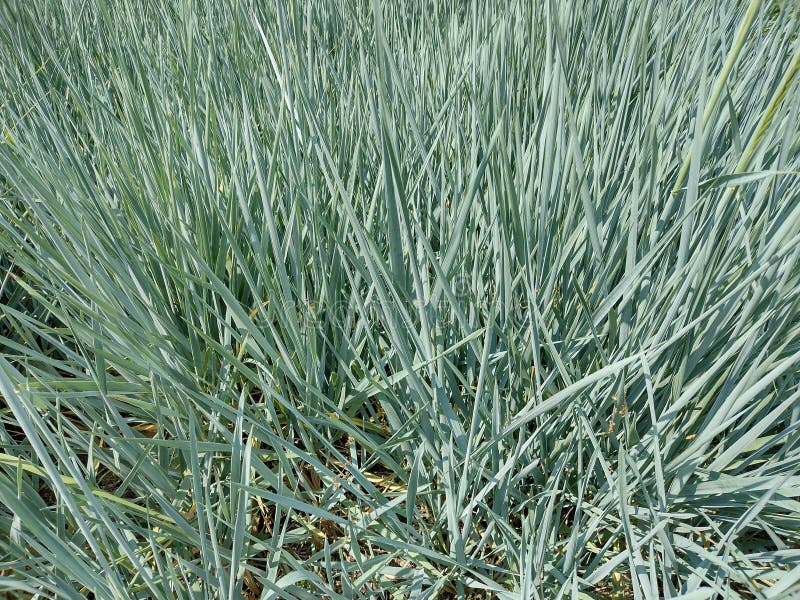 Leymus Grass Stock Photos - Free & Royalty-Free Stock Photos from ...