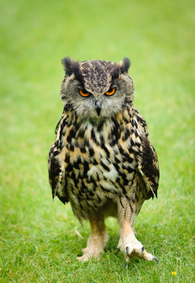 European Eagle Owl stock image. Image of walking, prey - 27037821