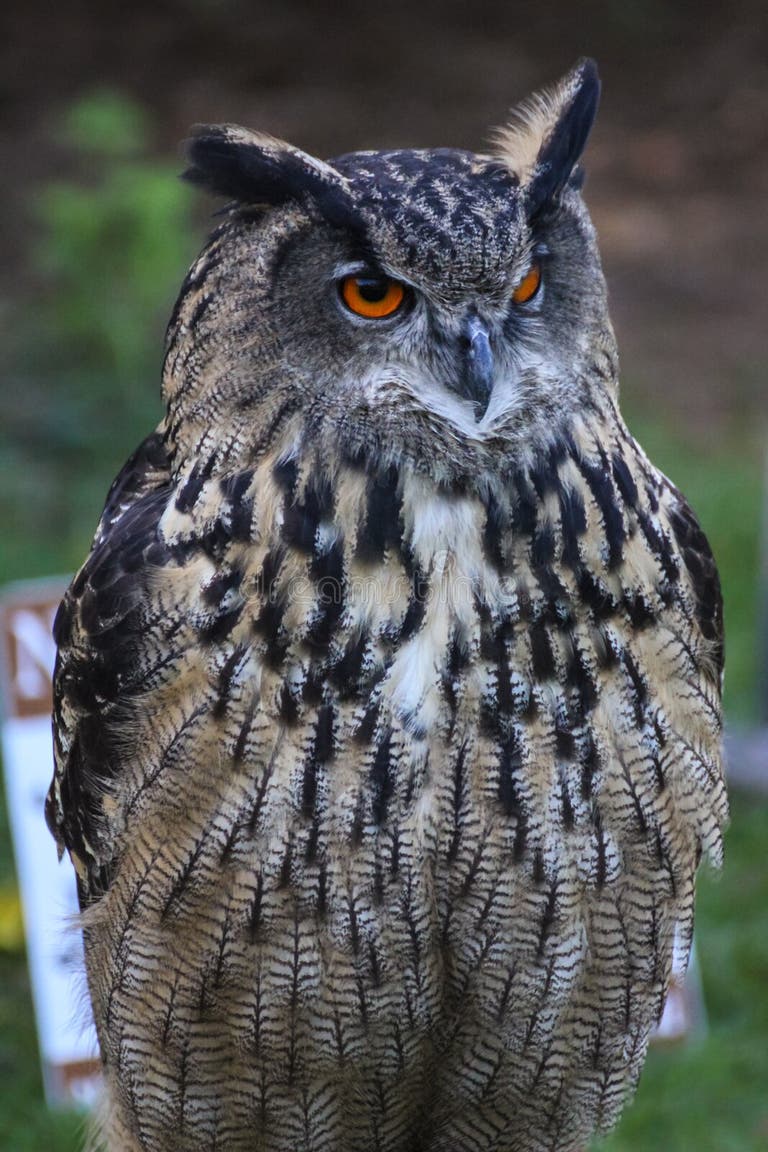 392 Arabian Eagle Stock Photos - Free & Royalty-Free Stock Photos from ...