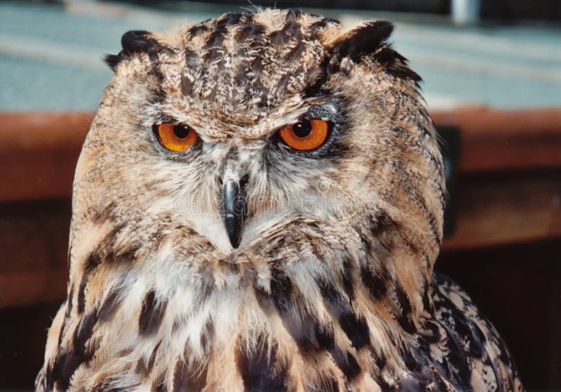 European Eagle Owl stock photo. Image of power, authority - 451732