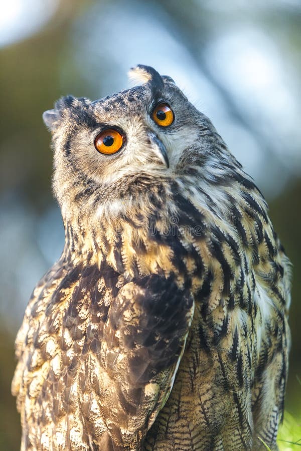 European Eagle Owl stock photo. Image of wise, feathers - 34991590