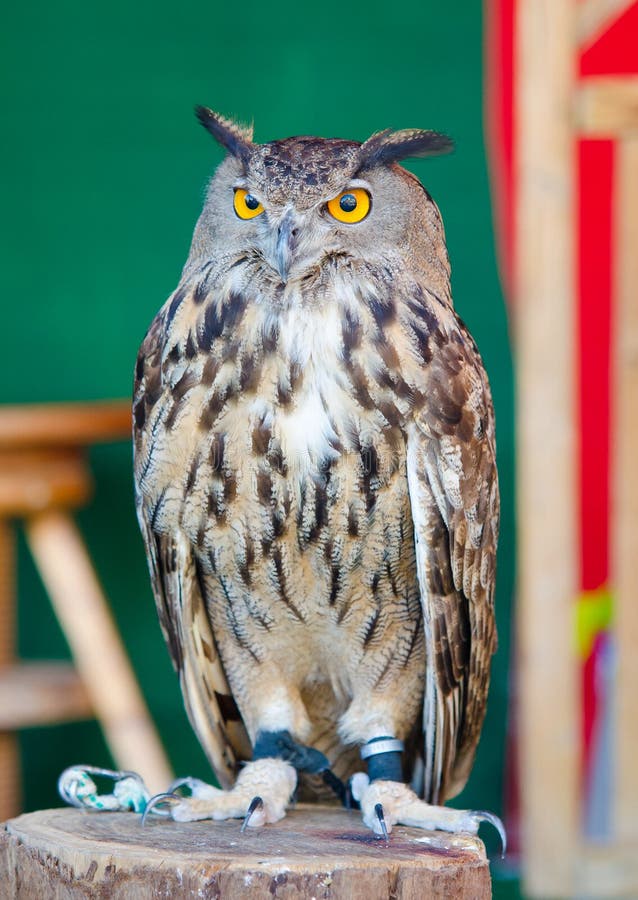 European Eagle Owl stock image. Image of predatory, eagleowl - 80291775
