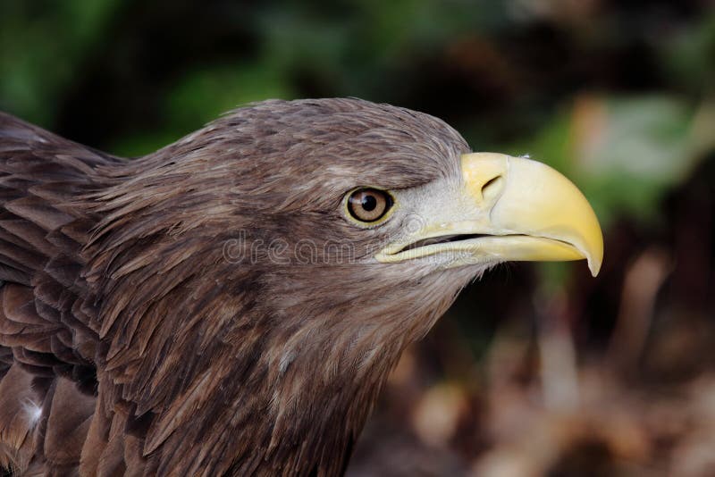 European eagle stock photo. Image of adult, haliaeetus - 39120814