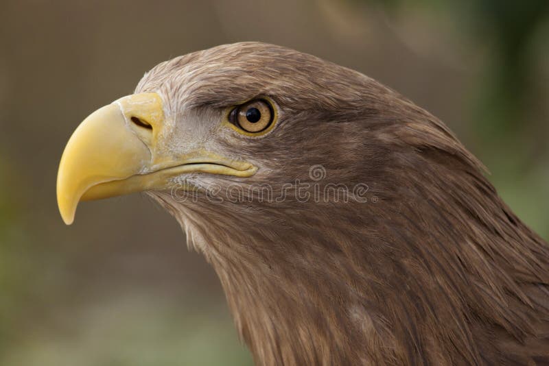 European eagle stock photo. Image of predator, majestic - 53317594
