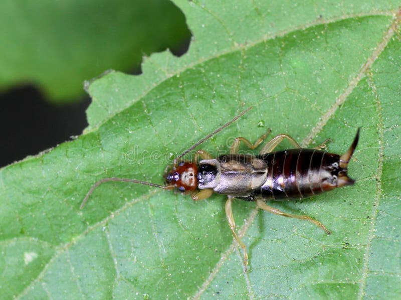 European Earwig on a Leaf stock image. Image of nature - 77808827