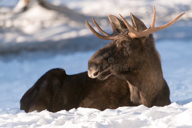 European elk stock image. Image of mammal, wildlife, animal - 64593047