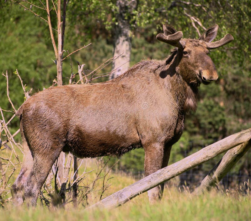 European Elk in woods stock image. Image of outdoors - 27852235