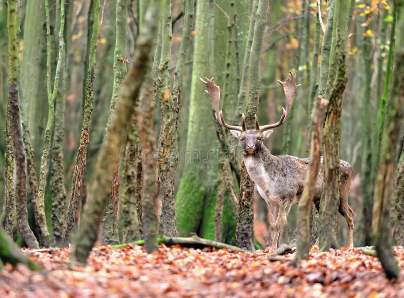 European Fallow Deer baby. stock photo. Image of fawn - 123852766