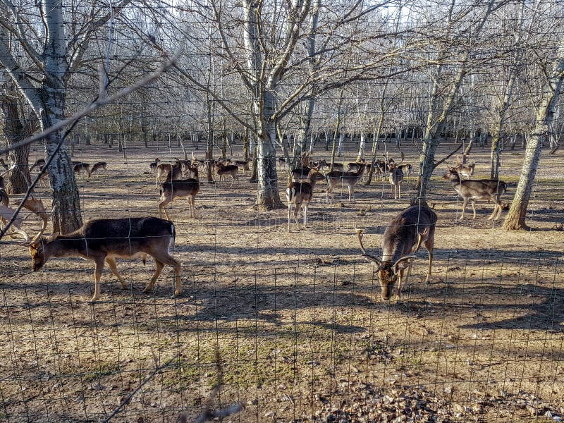 European Fallow Deer in Captivity As Can Be Seen through the Hunting ...