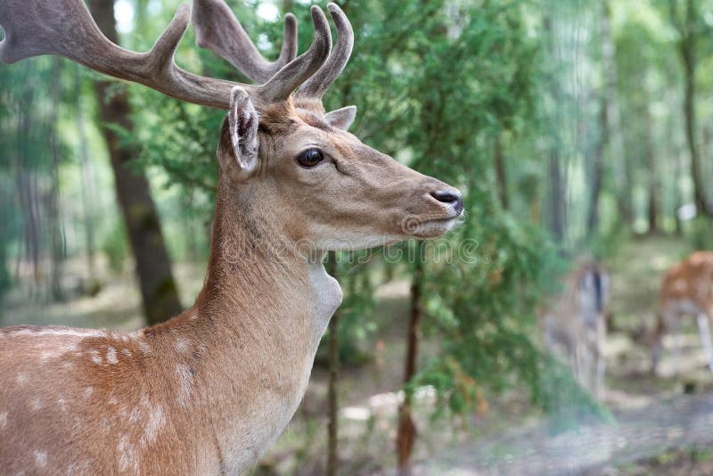 European Fallow Deer Dama Dama with Big Horns in the Forest. Wild Deer ...