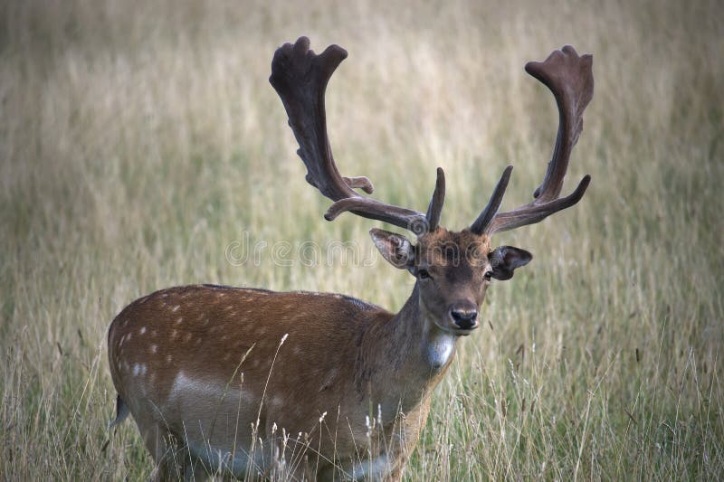 European Fallow Deer Dama Dama Stock Image - Image of fallow, male ...