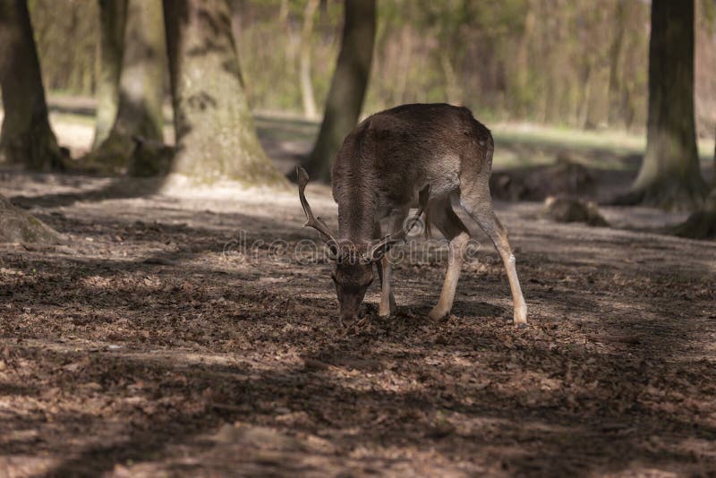 European Fallow Deer - Dama Dama - Grazing in a Deciduous Forest with ...