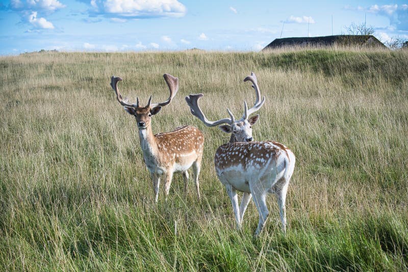 European Fallow Deer (Dama Dama Stock Image - Image of beautiful ...
