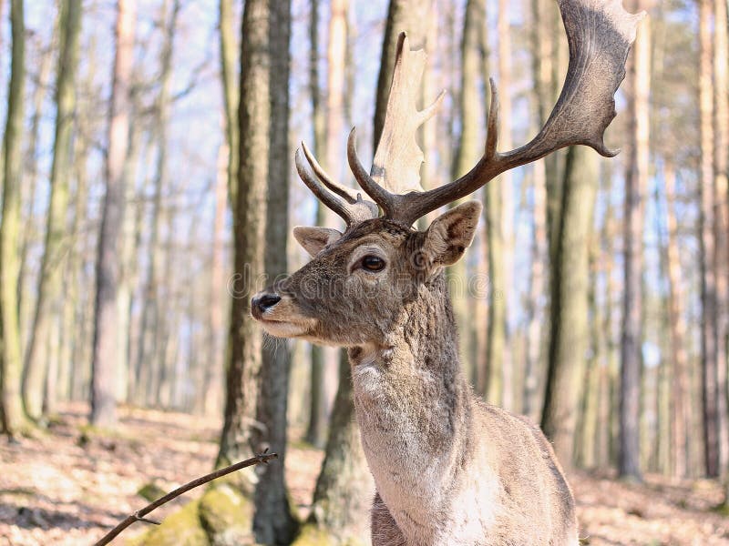 European Fallow Deer stock image. Image of mammals, antler - 142864921