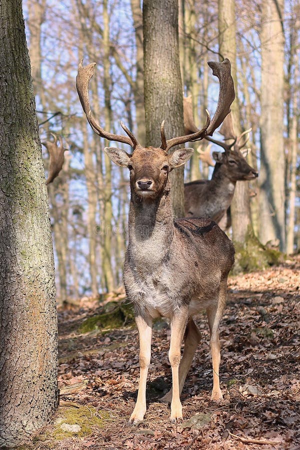 European Fallow Deer stock photo. Image of fauna, natural - 142865092