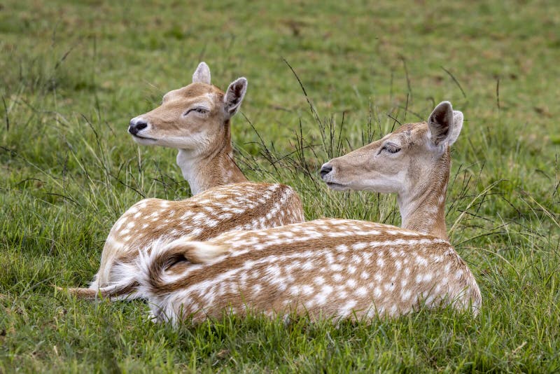 European Fallow Deer stock photo. Image of european - 242578414