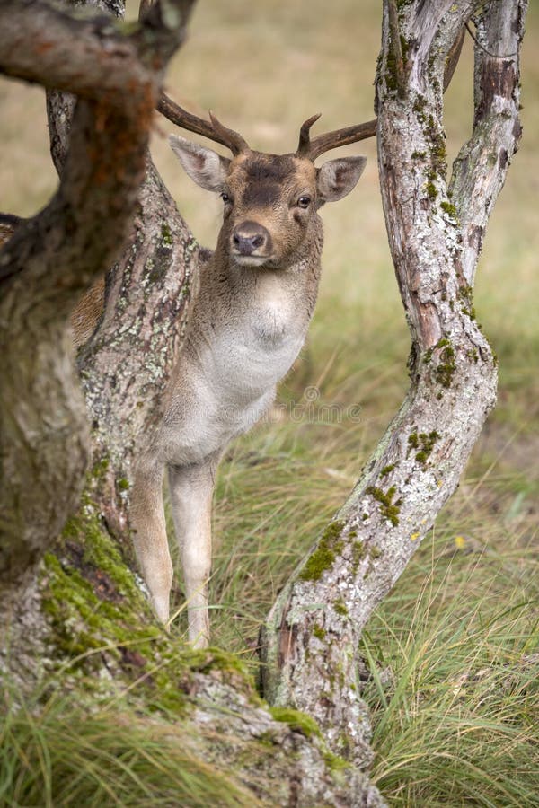 An European fallow deer stock photo. Image of natural - 236671024