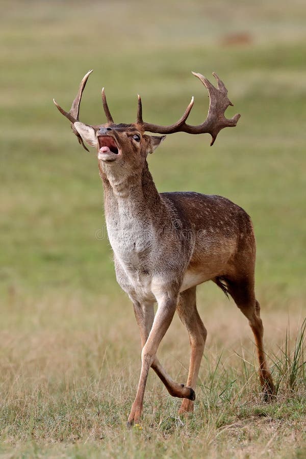 An European fallow deer stock image. Image of noble - 236671027