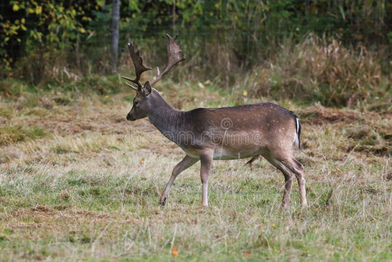 European fallow deer stock photo. Image of buck, europe - 258518404